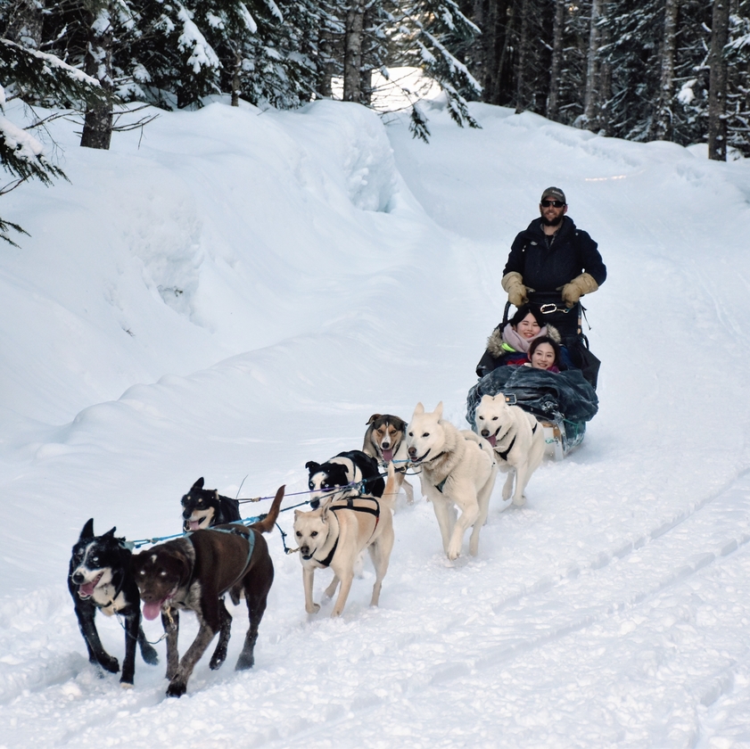 Dogsled-tour - Blackcomb Snowmobile